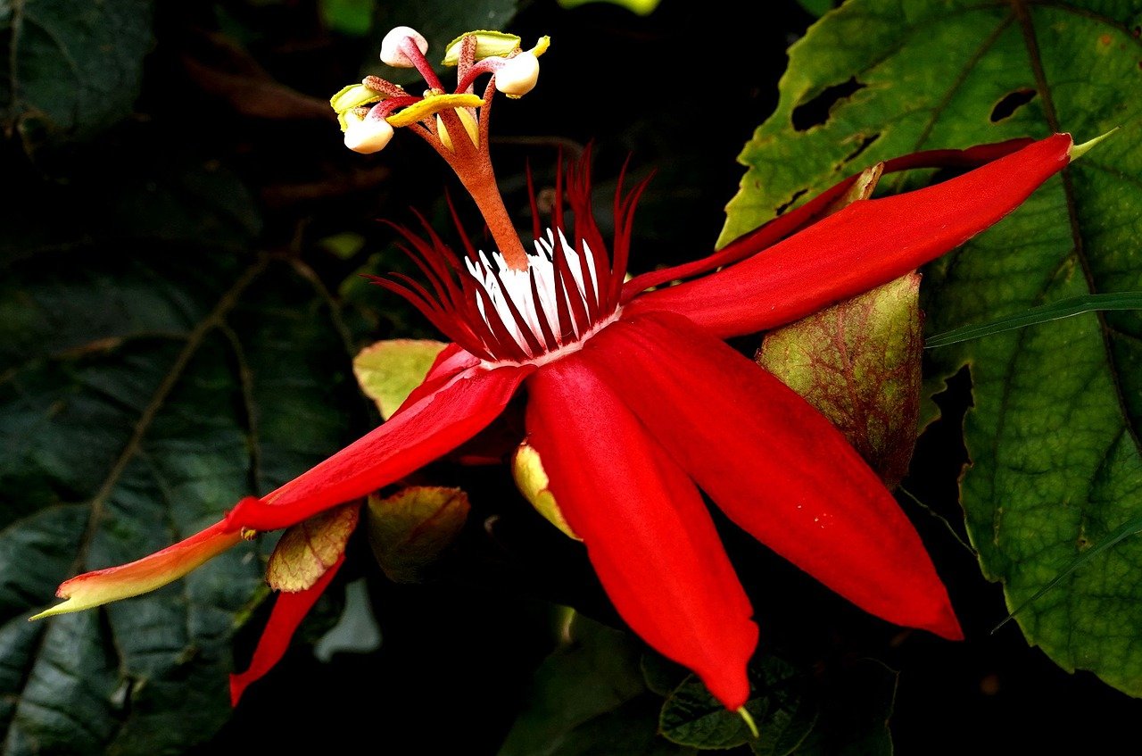 Экзотика Амазонии РЕЛАКС АРТ-ТЕРАПИЯ ИМПРОВИЗАЦИЯ композитор Виктор Анохин #instrumental #цветы