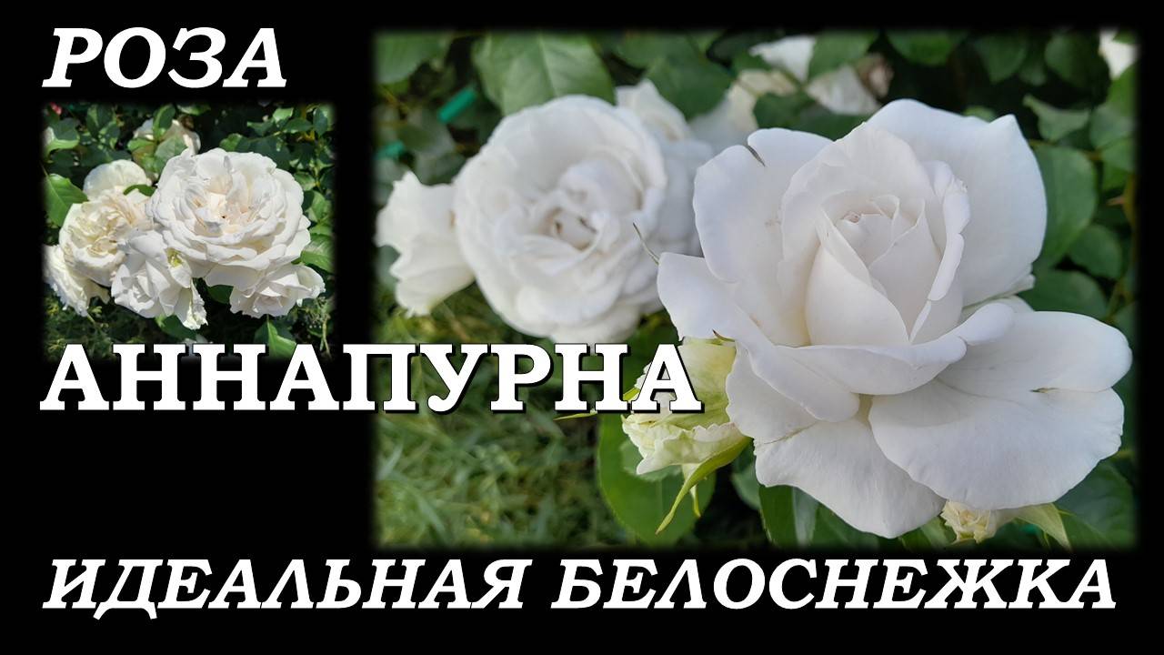 Роза АннаПурна. Идеальная белоснежка