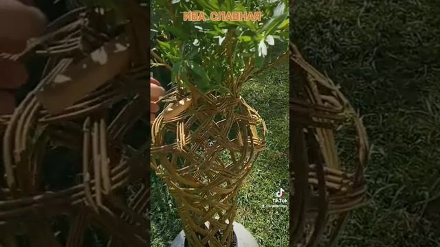 Ива Славная: Так рождаются идеи (02.07.2024)