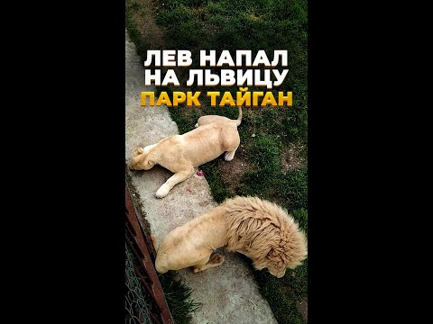 Лев напал на львицу. Сафари Парк Тайган 2021.mp4