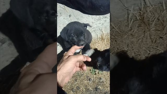 в мире собак