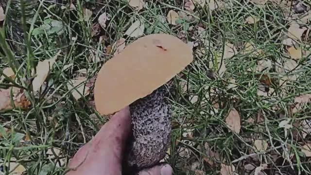 Приехали в осенний лес за подосиновиками и лисичками. Грибы всё еще есть, сезон  продолжается!