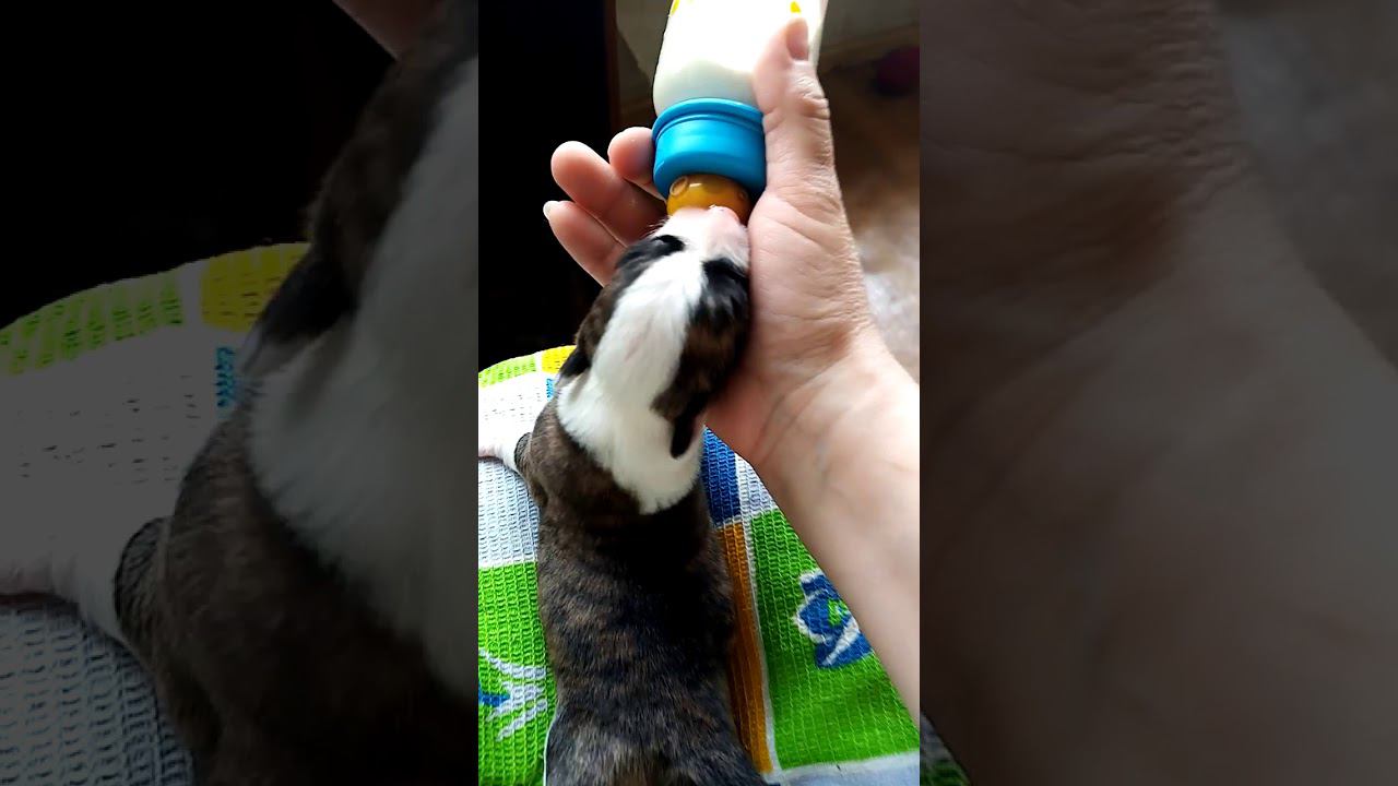 Щенки Вельш Корги Кардиган, 1 кобель (тигровый)