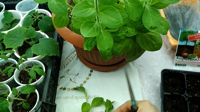 Как черенковать петунию