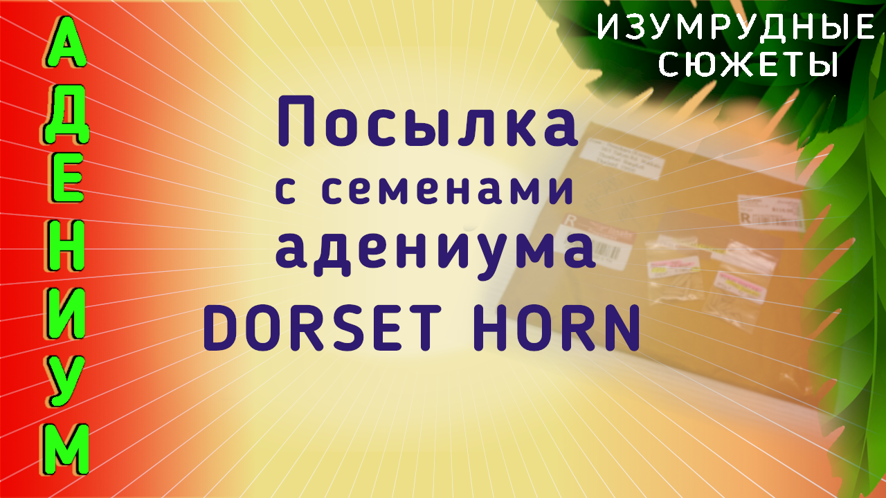 АДЕНИУМ. Посылка с семенами адениума DORSET HORN от Кессорна из Таиланда.