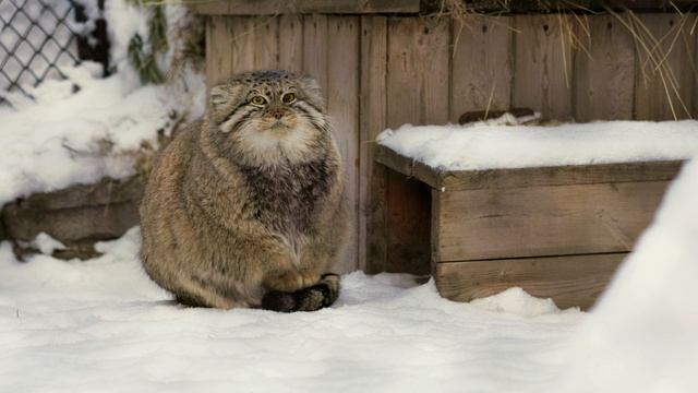Манул греет лапки (горизонтальная версия)