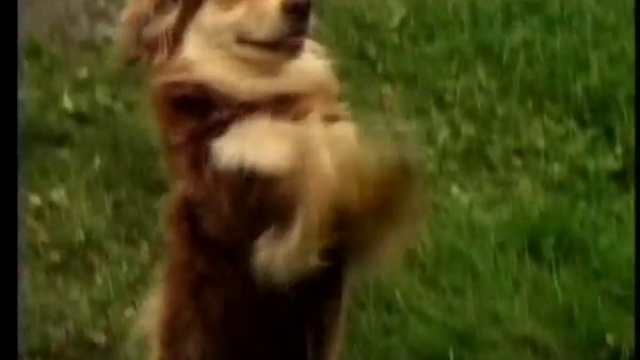 Алла Хадикова - Арфаейы Зараег