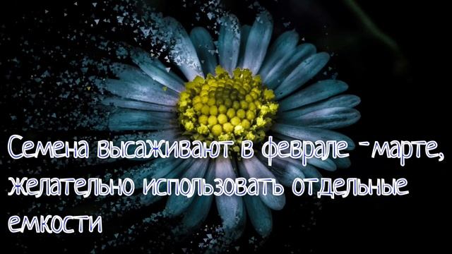 Маргаритки: посадка и уход в открытом грунте