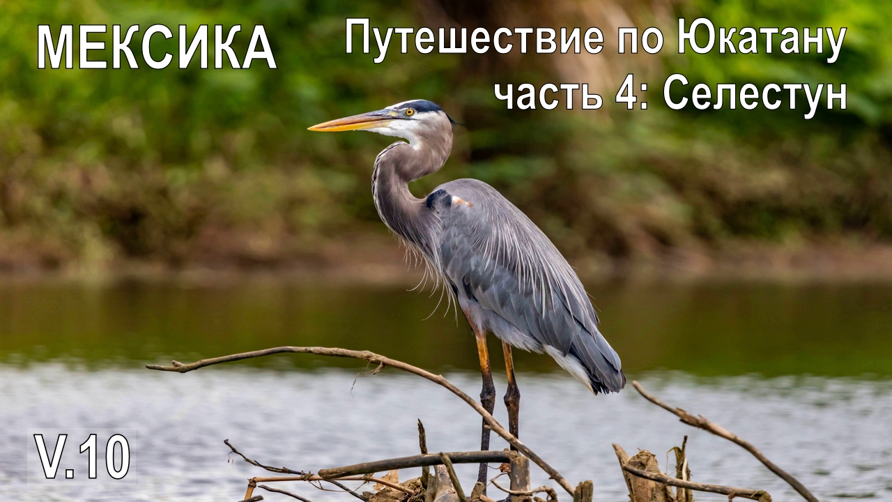 10. Мексика. Путешествие из Мериды в Селестун. Часть 4. Мангровые болота. Природный парк.