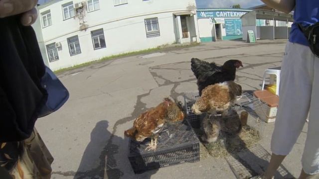 Колхозный рынок. Энгельс 2016 июль.mp4