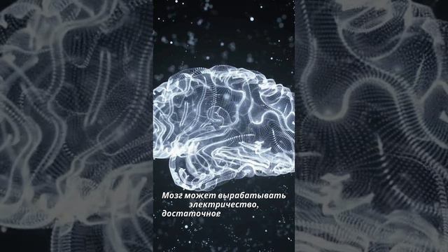 Мозг человека 🧠 💡
