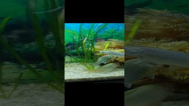 Речной аквариум 26.02.24