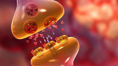 Синапс_мышцы_рус