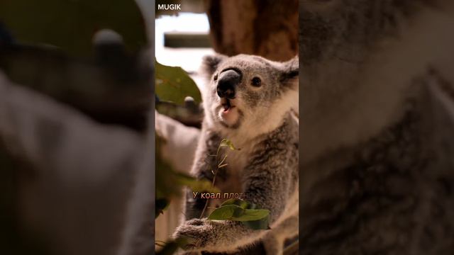 Тот, кто не пьет. Знаете ли вы? Природа #46