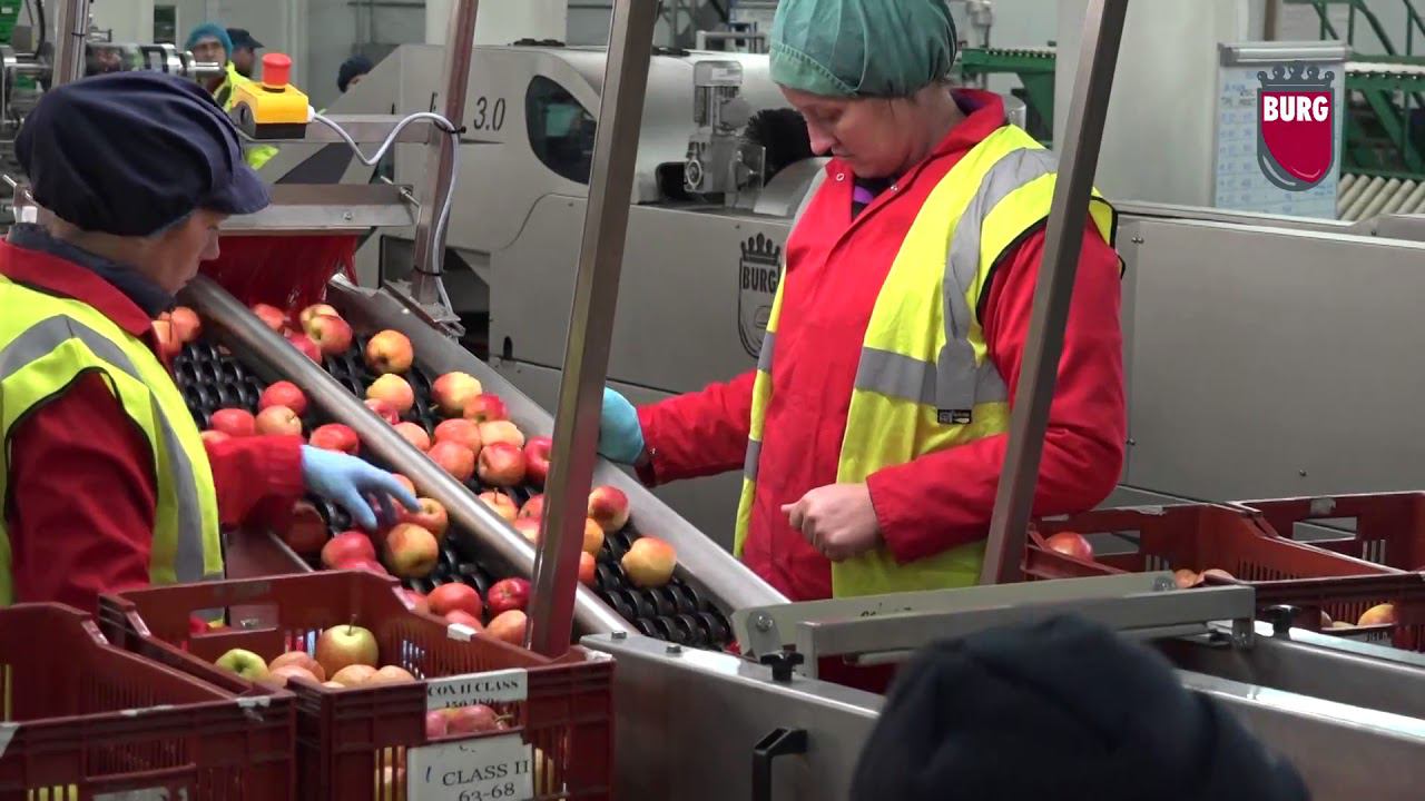 Линия упаковки яблок во флоу-пак