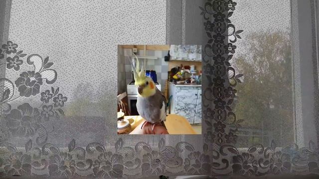 Бахтик,любимая птичка!?Лети на радугу!?