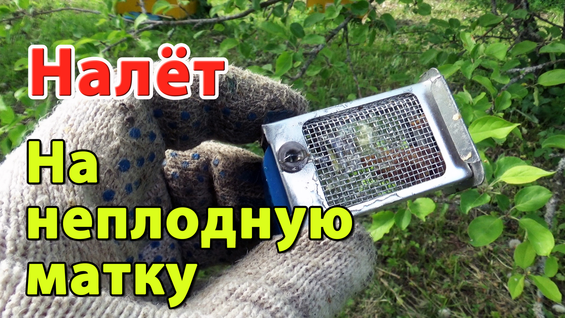 НАЛЁТ НА НЕПЛОДНУЮ МАТКУ. ВЫВОЖУ ПЧЕЛОСЕМЬЮ ИЗ РОЕВОГО СОСТОЯНИЯ