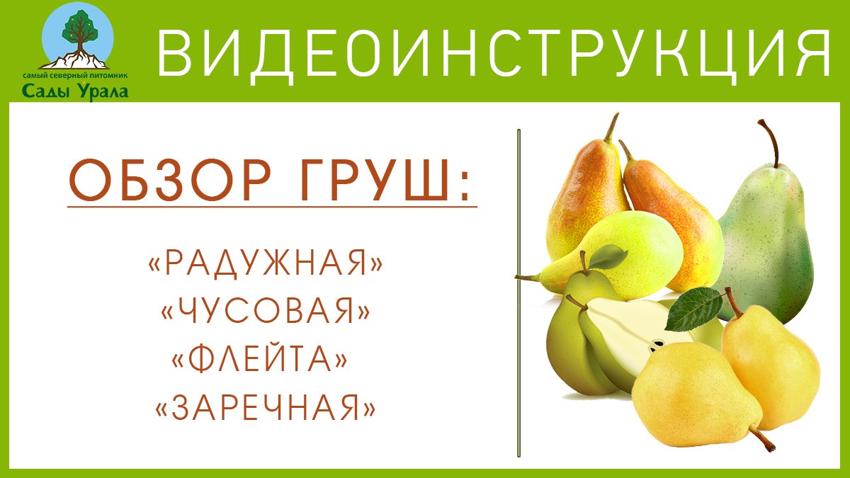 Обзор груш: «Радужная», «Чусовая», «Флейта», «Заречная»