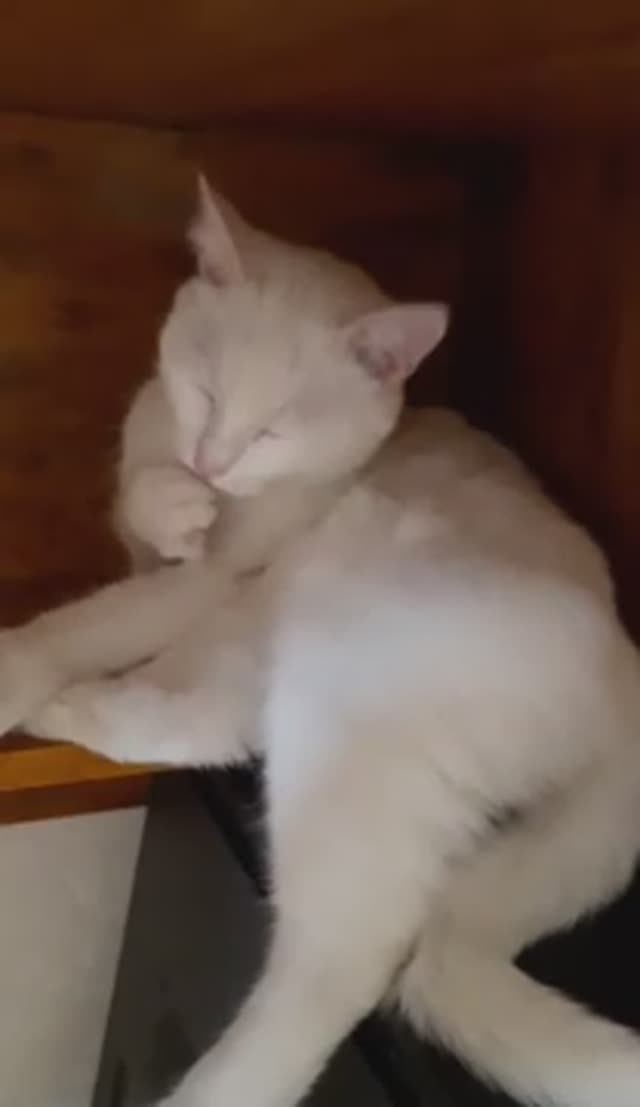 Котик умывается😻