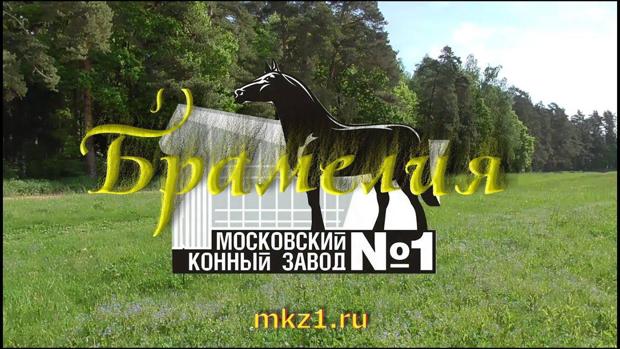 Брамелия (Политик - Бутаньерка) 2015 г.р.