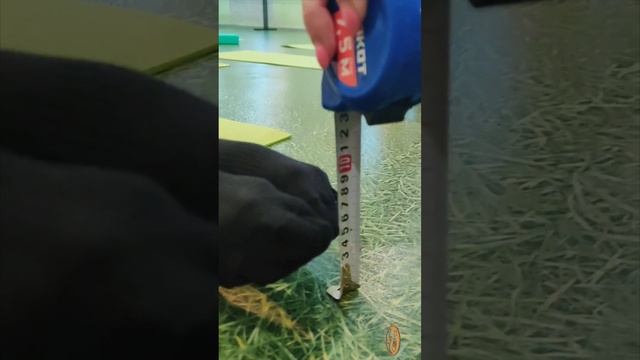 Урок классического танца / балет для детей / г. Ростов-на-Дону