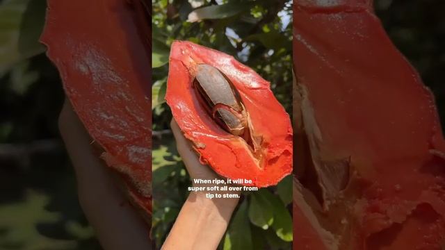 Фрукт, который вы никогда не видели - Сапоте Мамей , Мексика