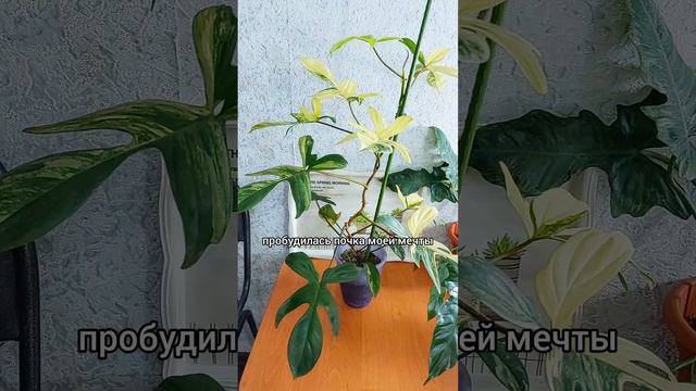 Тот самый🌿Из гнилой почки в красавца за 3 года💖 #ФИЛОДЕНДРОН МАГИЧЕСКАЯ #МАСКА 🌿 #цветы #растения