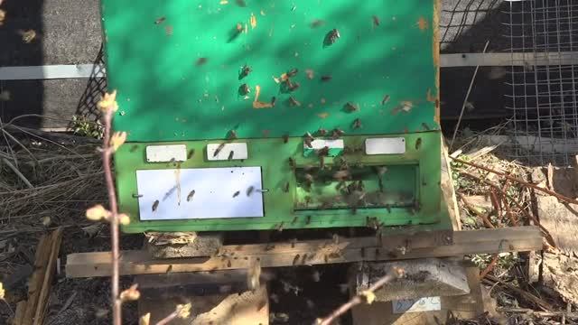 Облёт Средне Русских пчёл в 10 рамочнике по методу Моно-Гнездо 26.03.2020-14:39