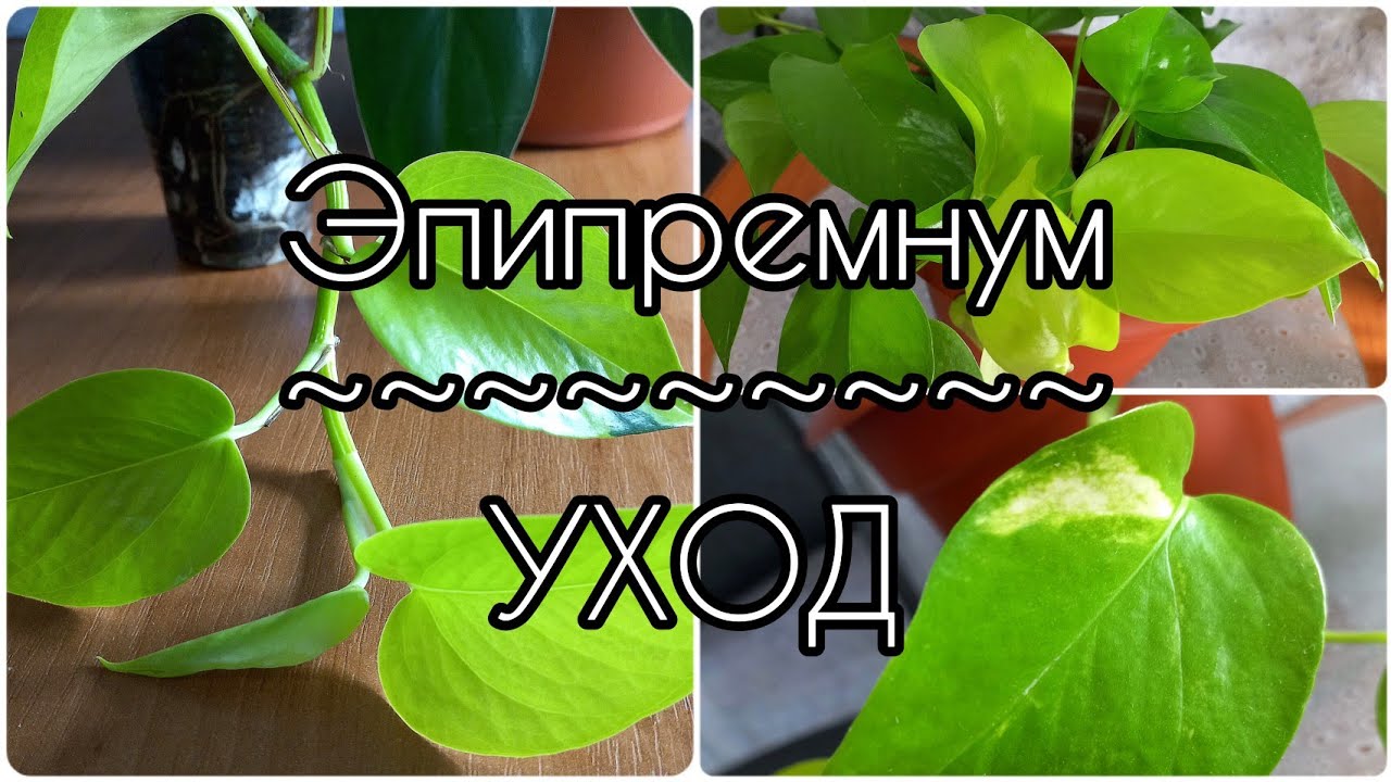 #Эпипремнум #уход на примере сорта #Неон ? #Грунт #Полив #Содержание #Освещение #Удобрение #Дренаж