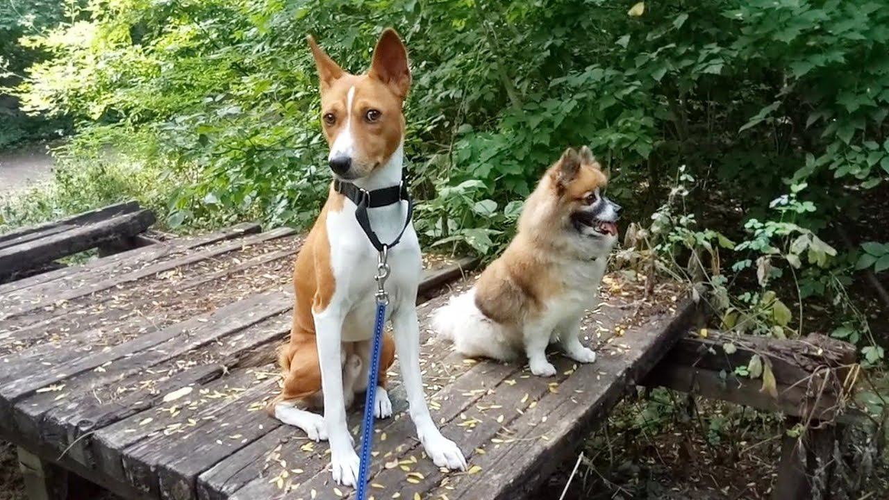 Утреннее. Мимимишное :) Лео & Джоли