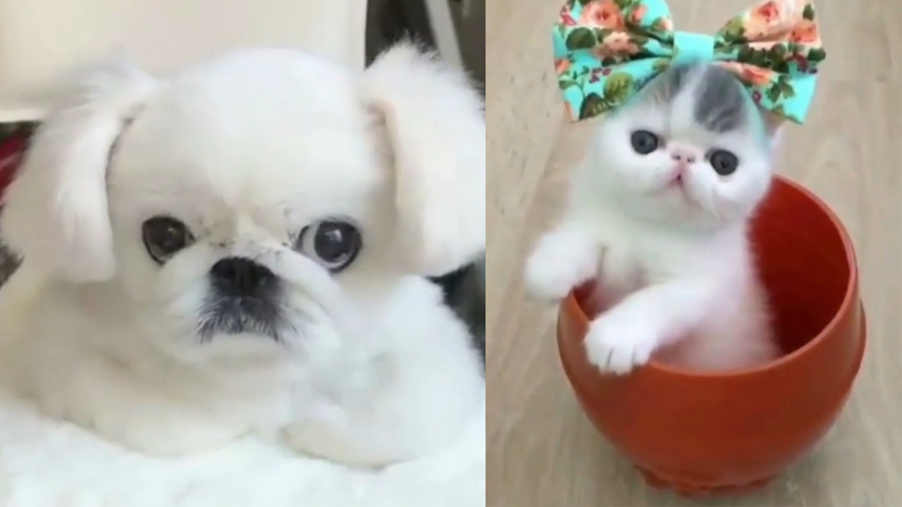 Смешные приколы с животными