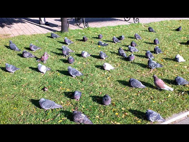 Голуби загорают