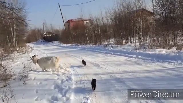 2019,Обзор хозяйства,январь.