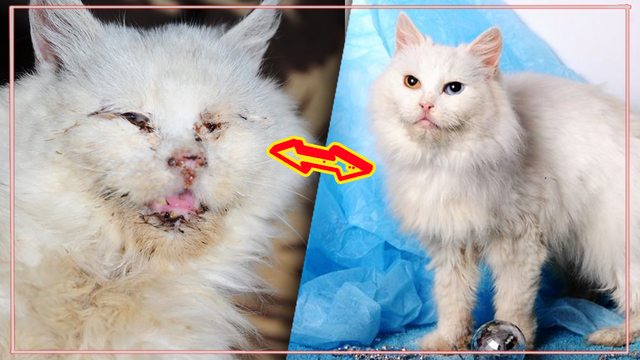 “Вы не сдали её на опыты?!” История о кошке-бродяге, которая тяжело заболела…