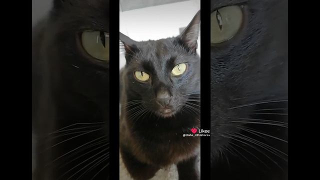 Жизнь Кексика 3 часть