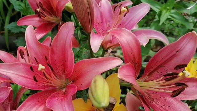 Цветы Лета! 2024г