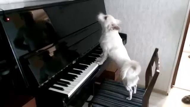 Пёс Кеша поёт песню собственного сочинения!.mp4
