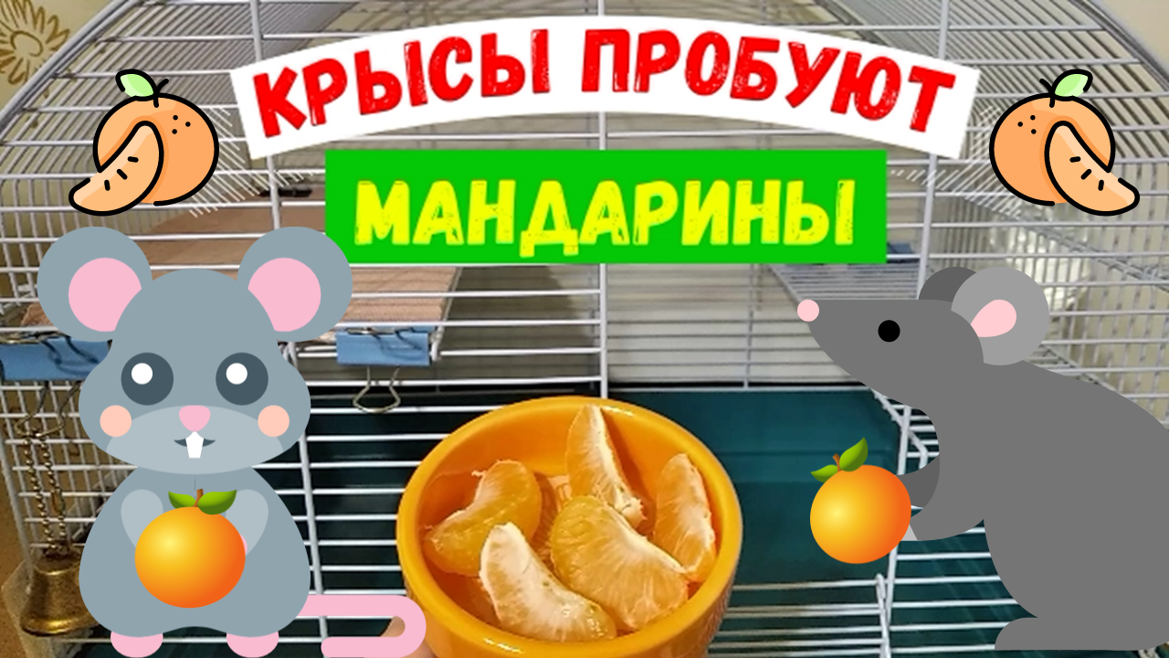 КРЫСЫ ПРОБУЮТ МАНДАРИНЫ