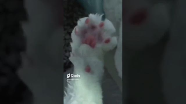 Котёнок 2023, часть № 6, ?️  #shorts