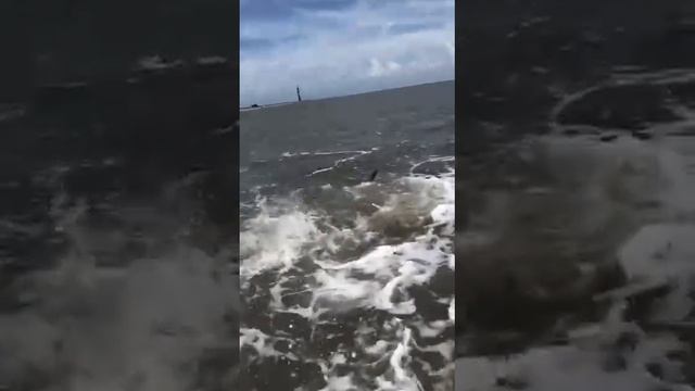 Дельфины атакуют)