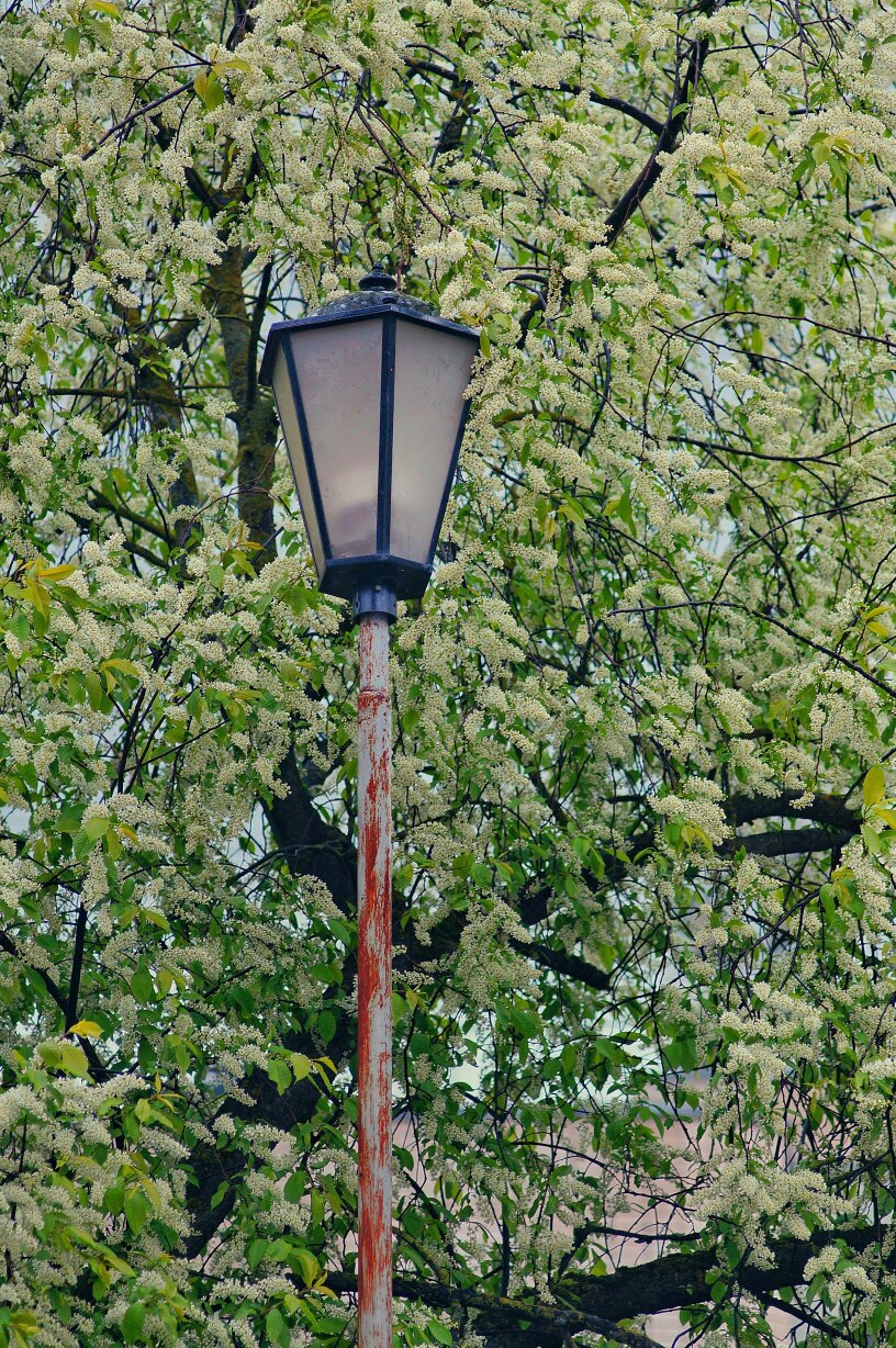 КУКОВАЛА КУКУШКА... (Фото Вл. Мастера (Вел. Новгород),муз. Аскольда Мурова - Поёт Альбина Гагарина)