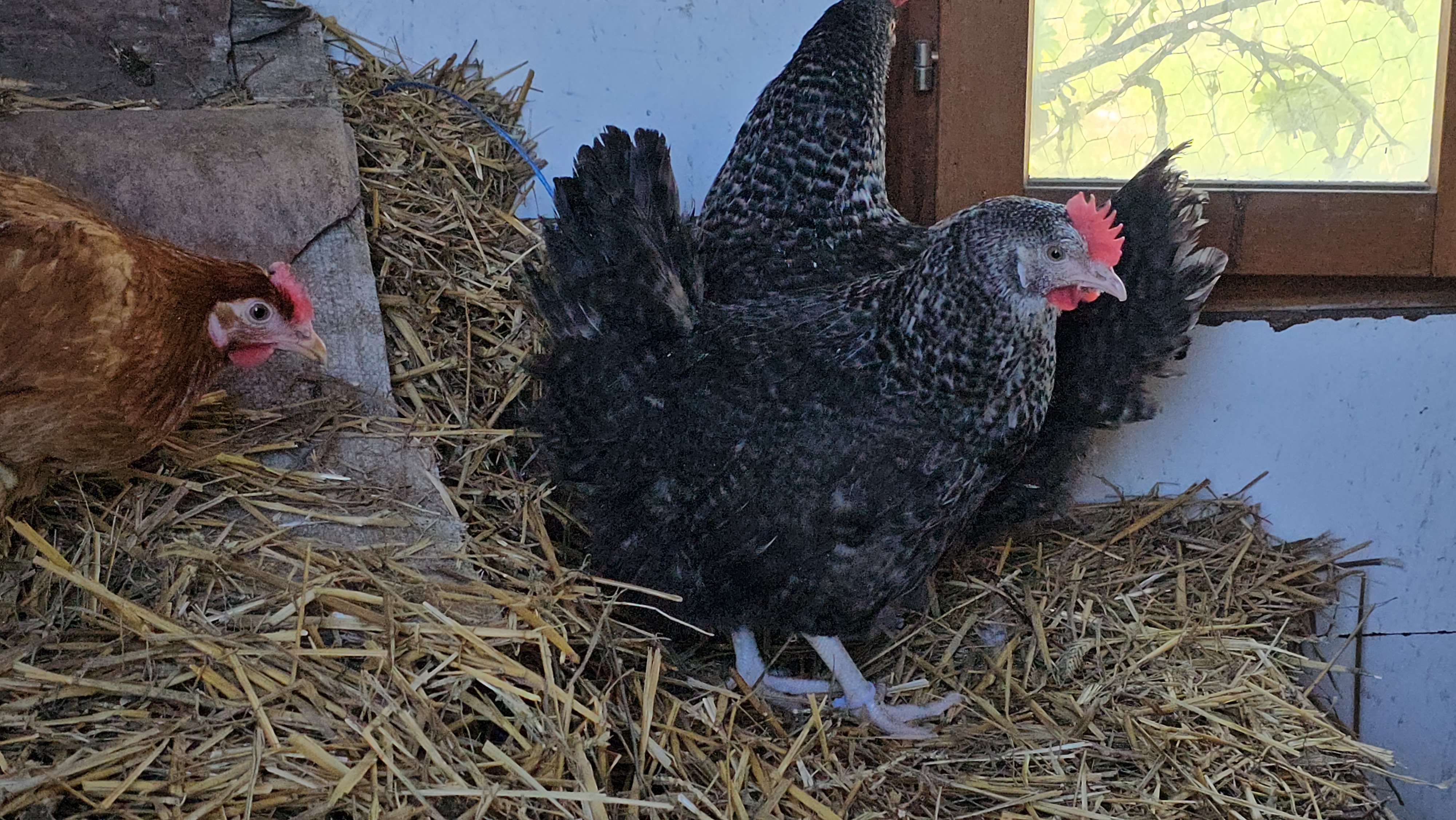 Пополнение в нашем строю и в курятнике!🙈 Брауни,рассада и холодный Мистраль