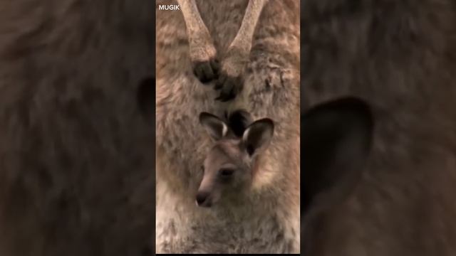 Необыкновенный хвост. Знаете ли вы? Природа #43