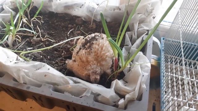 Перепел купается