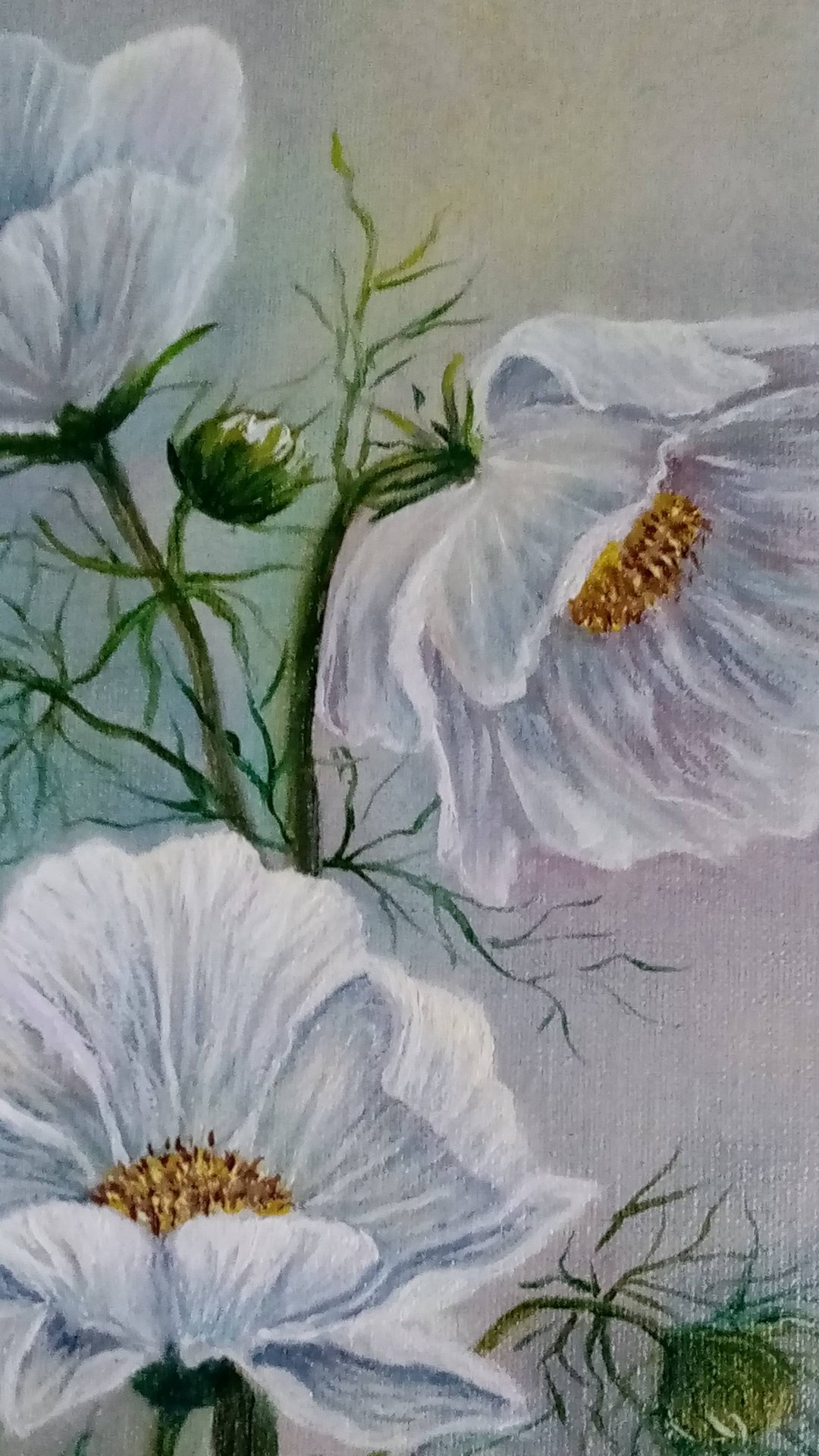 Белая Космея.