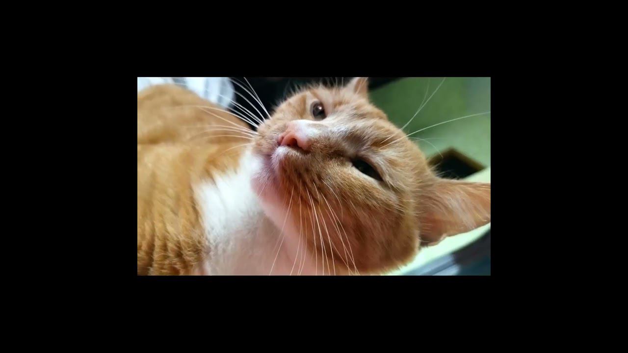 Котик ТВ Подборка фото 8 серия