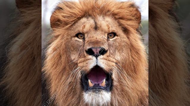 Сказка о Льве и Зайце