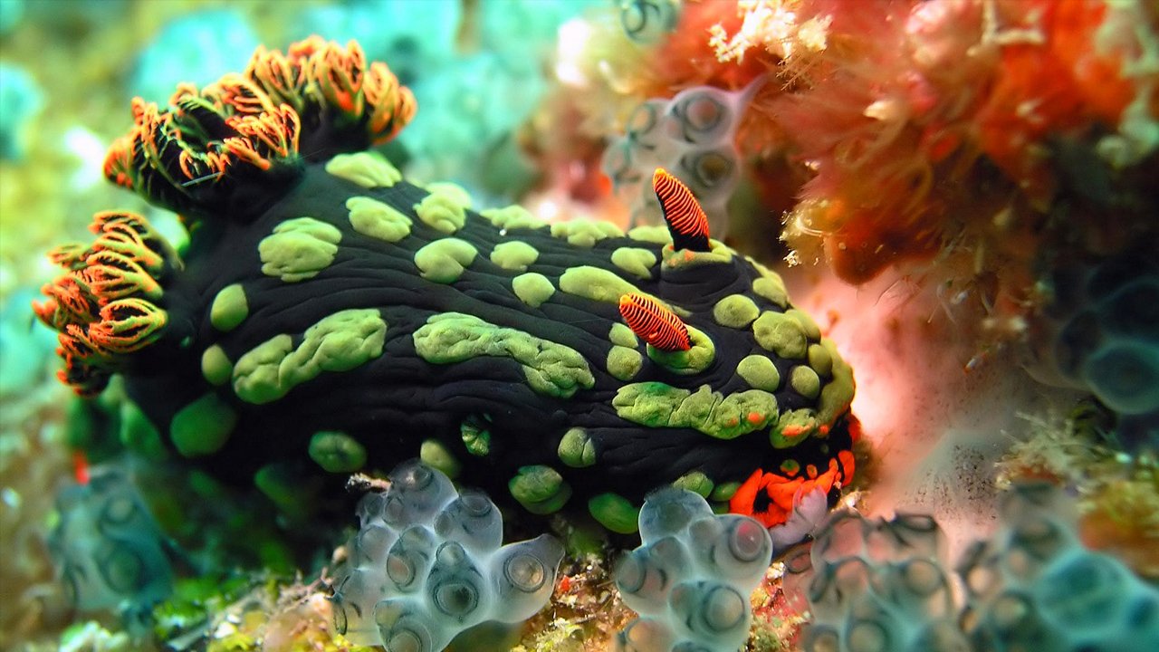 Жители водных глубин