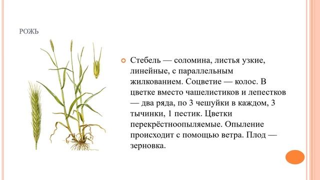 Хлебные злаковые культуры биология 7 кл.mp4