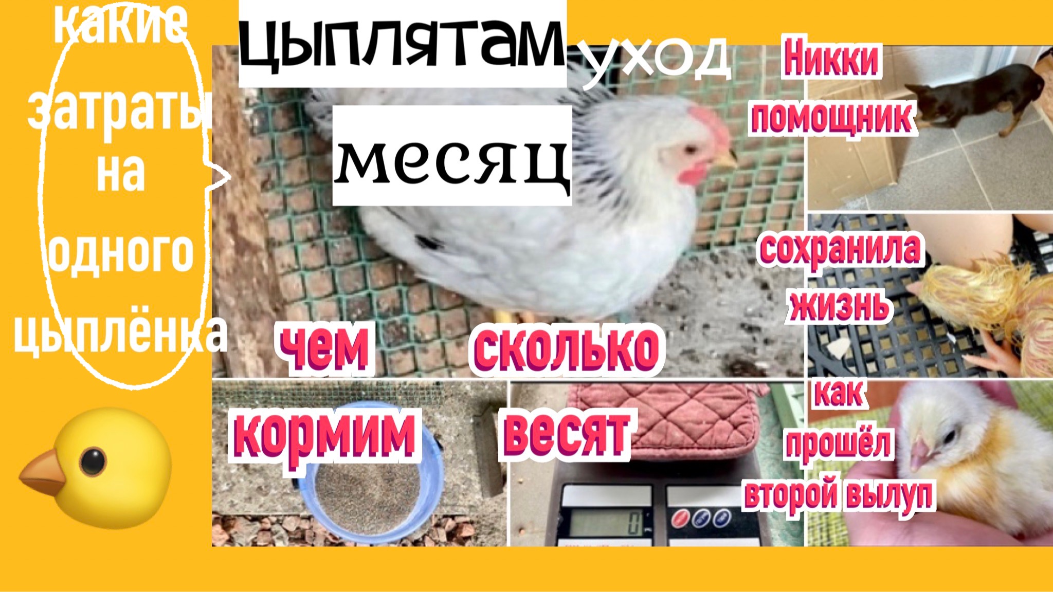 Месячные цыплята/Считаем затраты/Реально ли спасти жизнь в яйце/